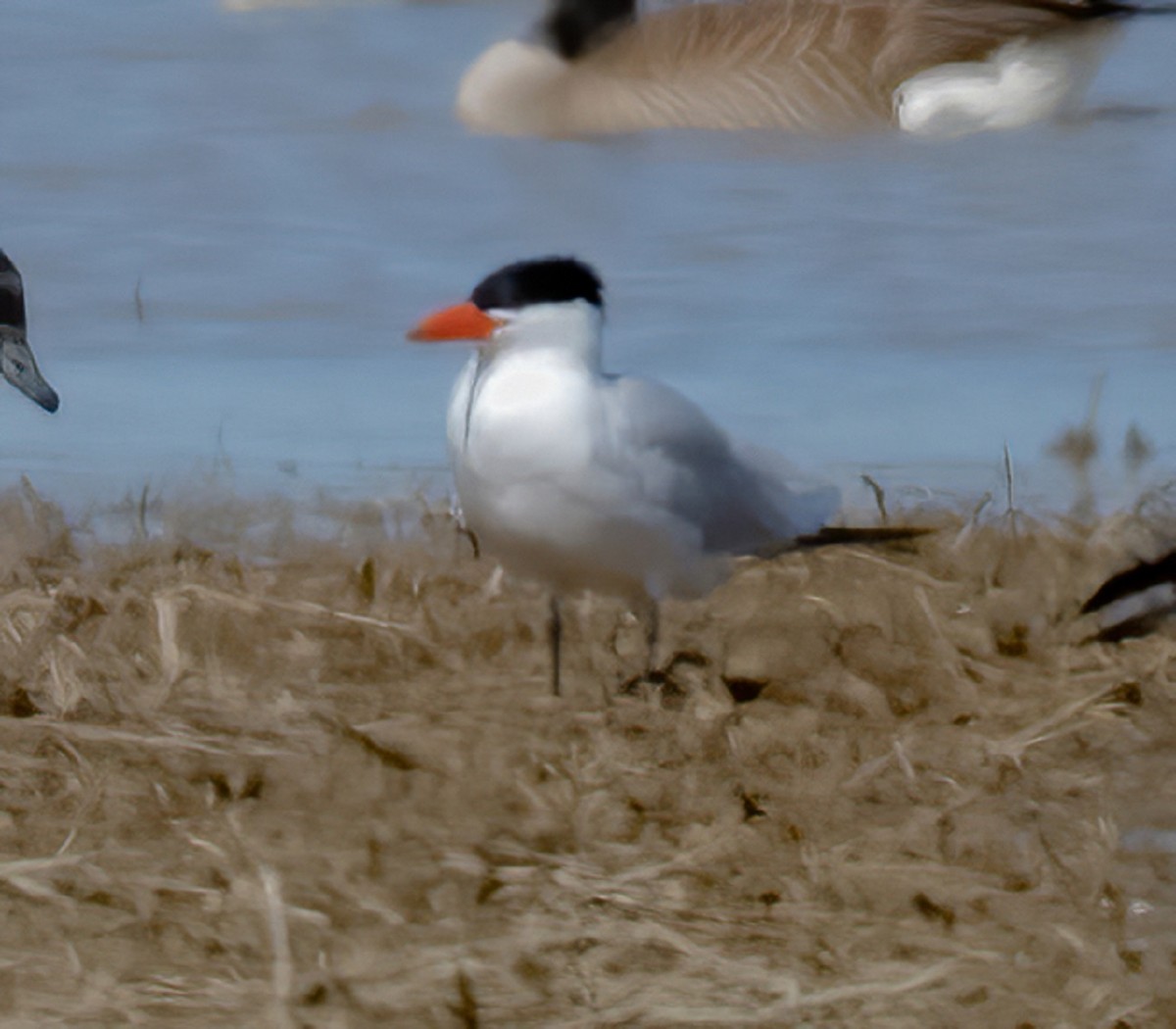 eBird Checklist - 20 Apr 2024 - Rg de la Barbotte, Lacolle - 20 species