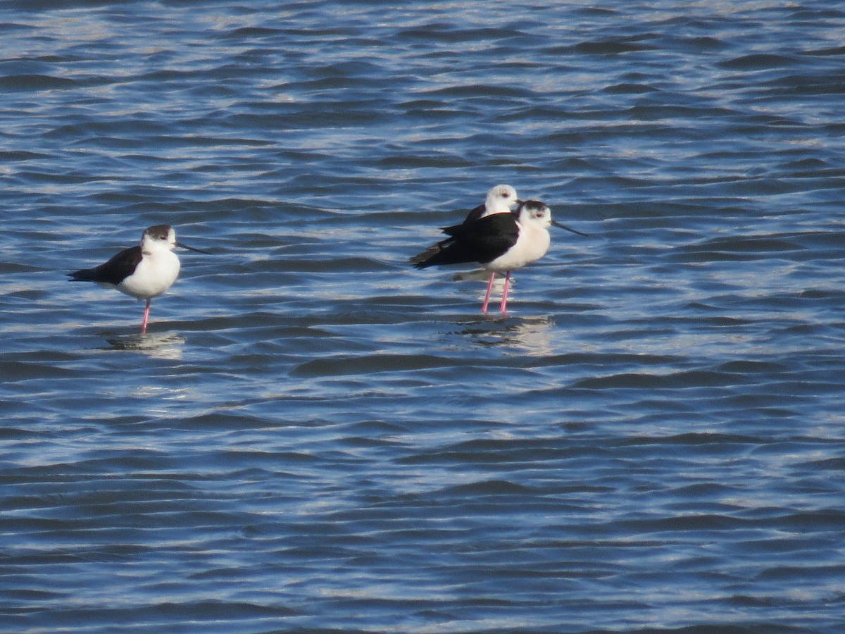 eBird Checklist - 13 Apr 2024 - Guimbal Bridge, Western Visayas, PH (10 ...