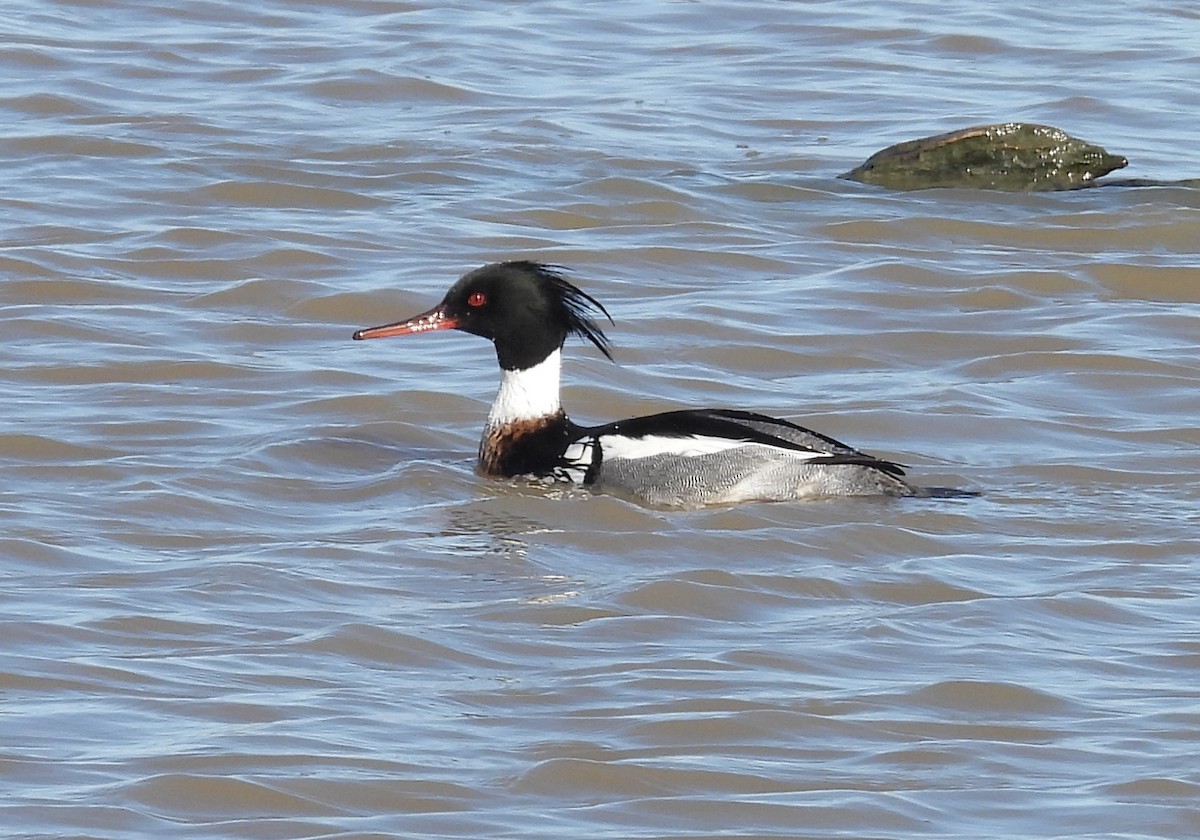 eBird Checklist - 13 Apr 2024 - Point Place Lighthouse - 11 species