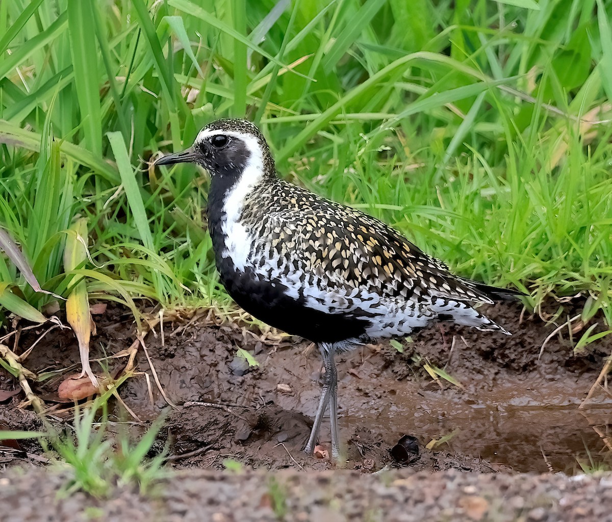 eBird Checklist - 23 Apr 2024 - Koke'e State Park - 14 species