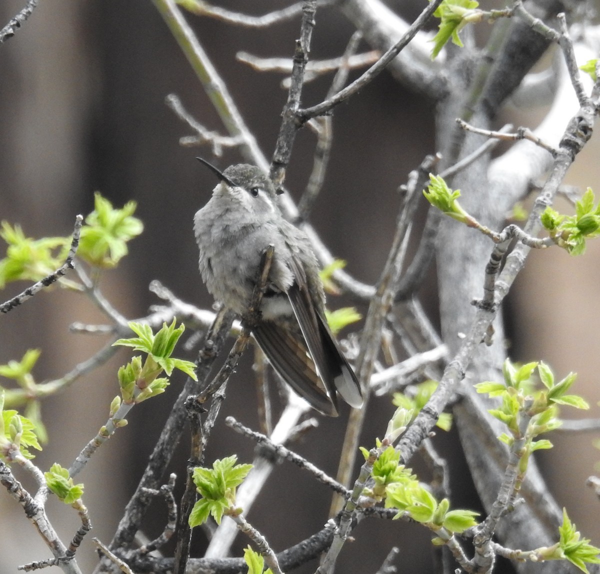eBird Checklist - 24 Apr 2024 - Mt. Lemmon--Palisades Visitor Center ...