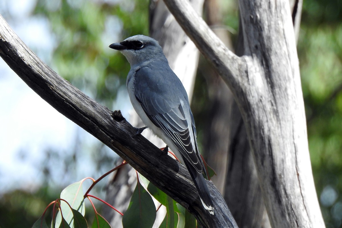 eBird Checklist - 25 Apr 2024 - Tingha Sewerage Treatment Works, Old ...