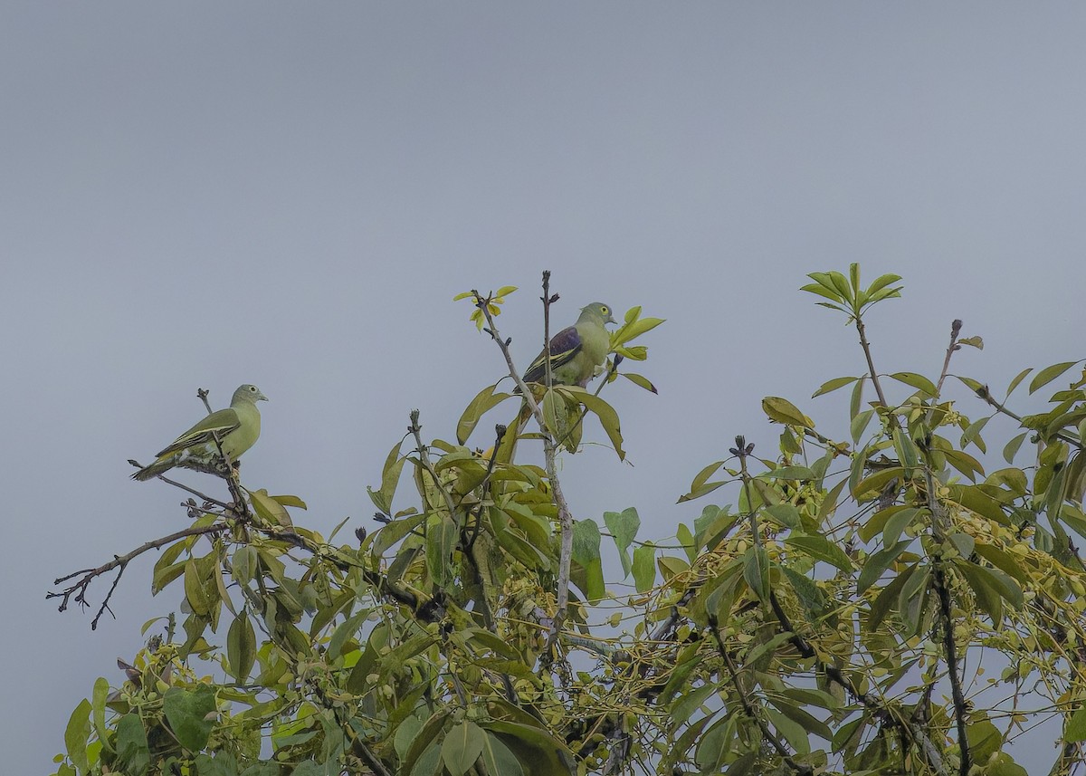 eBird Checklist - 21 Apr 2024 - Tegallalang, Gianyar ID-Bali -8.48527 ...