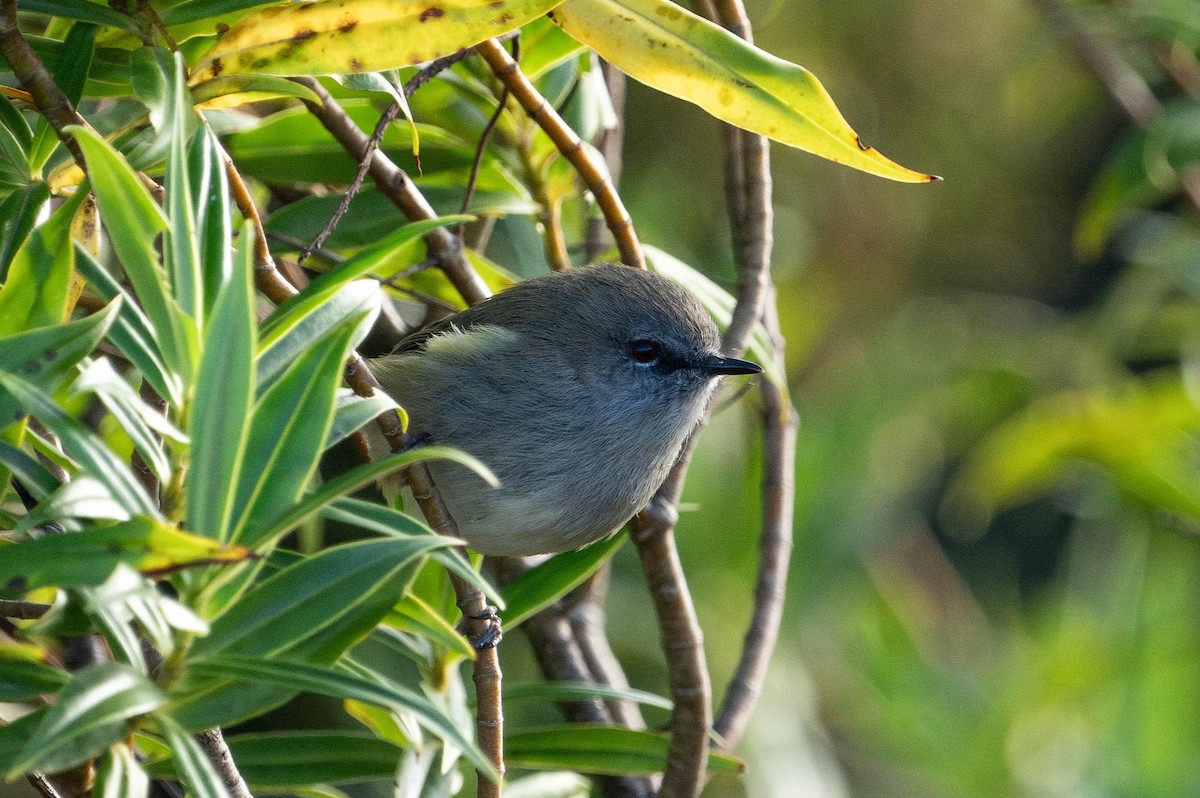 New Zealand Bird Atlas Checklist - 25 Apr 2024 - Pineapple Point Walk ...