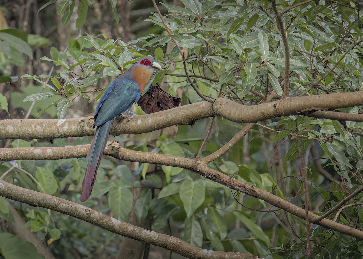 eBird Checklist - 22 Apr 2024 - Ubud--Bali Bird Walk - 24 species