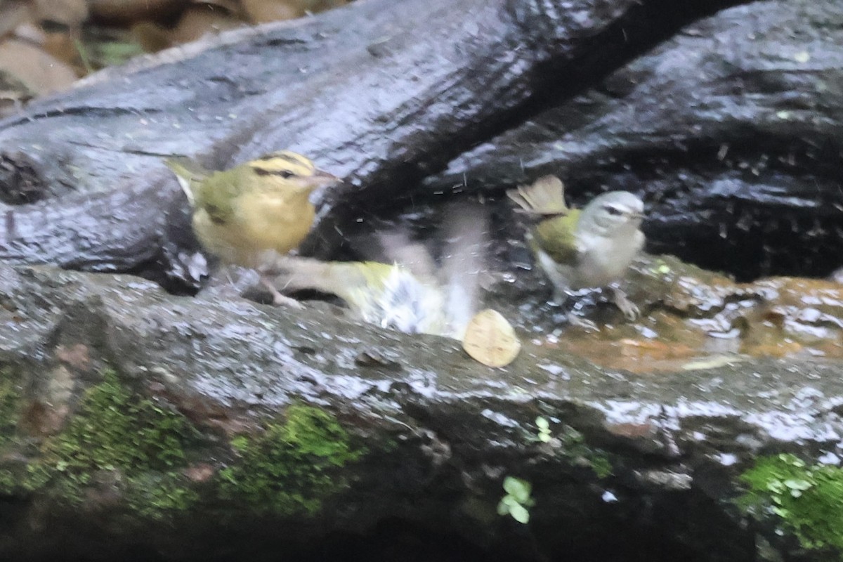 eBird Checklist - 24 Apr 2024 - Sabine Woods (UTC 026) - 51 species (+1 ...