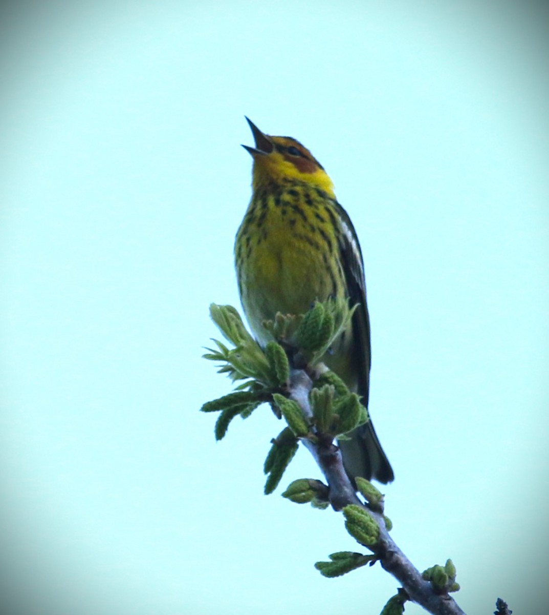 eBird Checklist - 13 Apr 2024 - Dauphin Island--Airport - 25 species