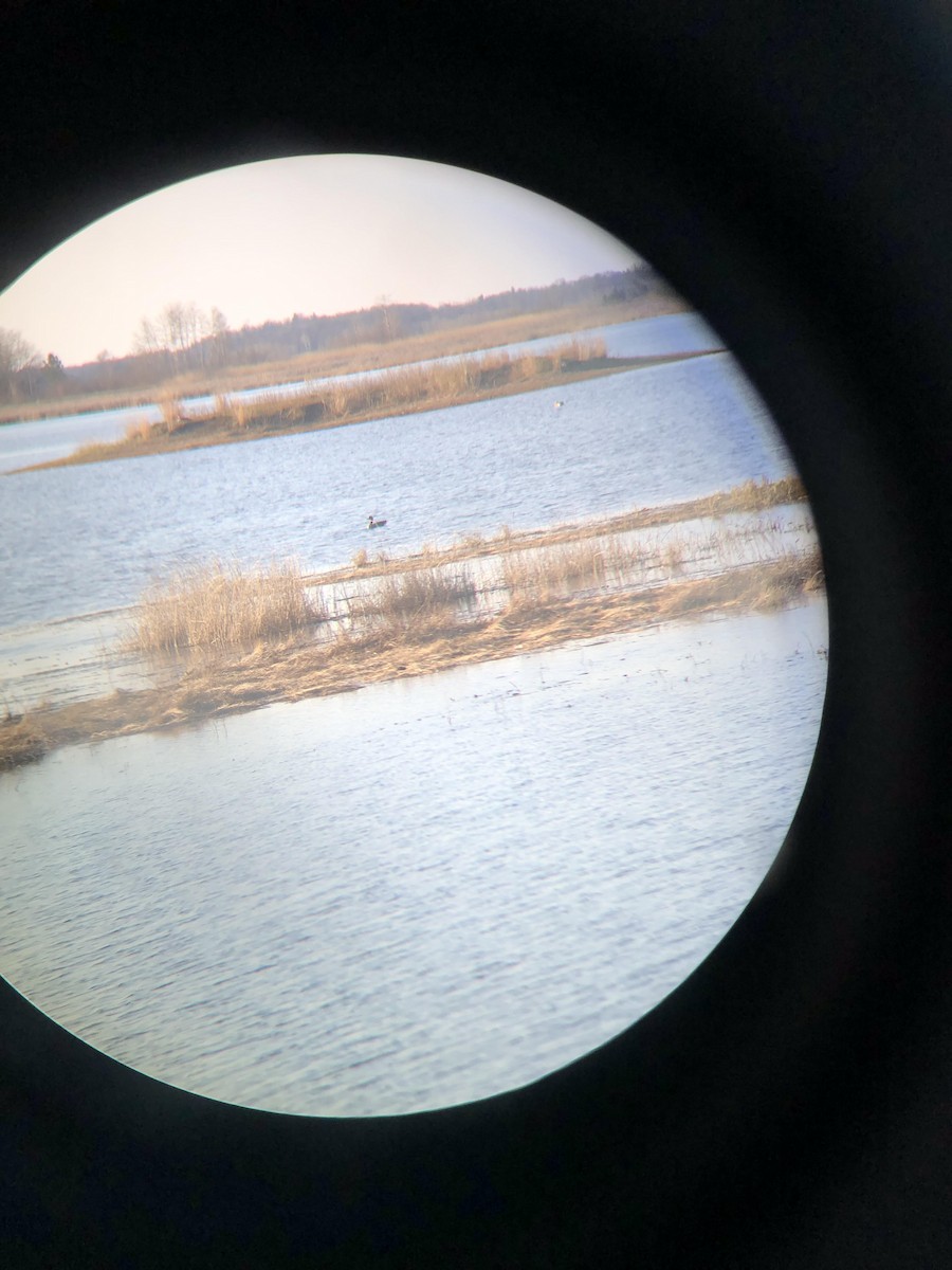 eBird Checklist - 24 Apr 2024 - CTH-F, Grantsburg US-WI 45.82716, -92. ...