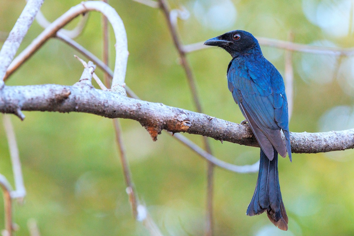 Media Search - Macaulay Library and eBird