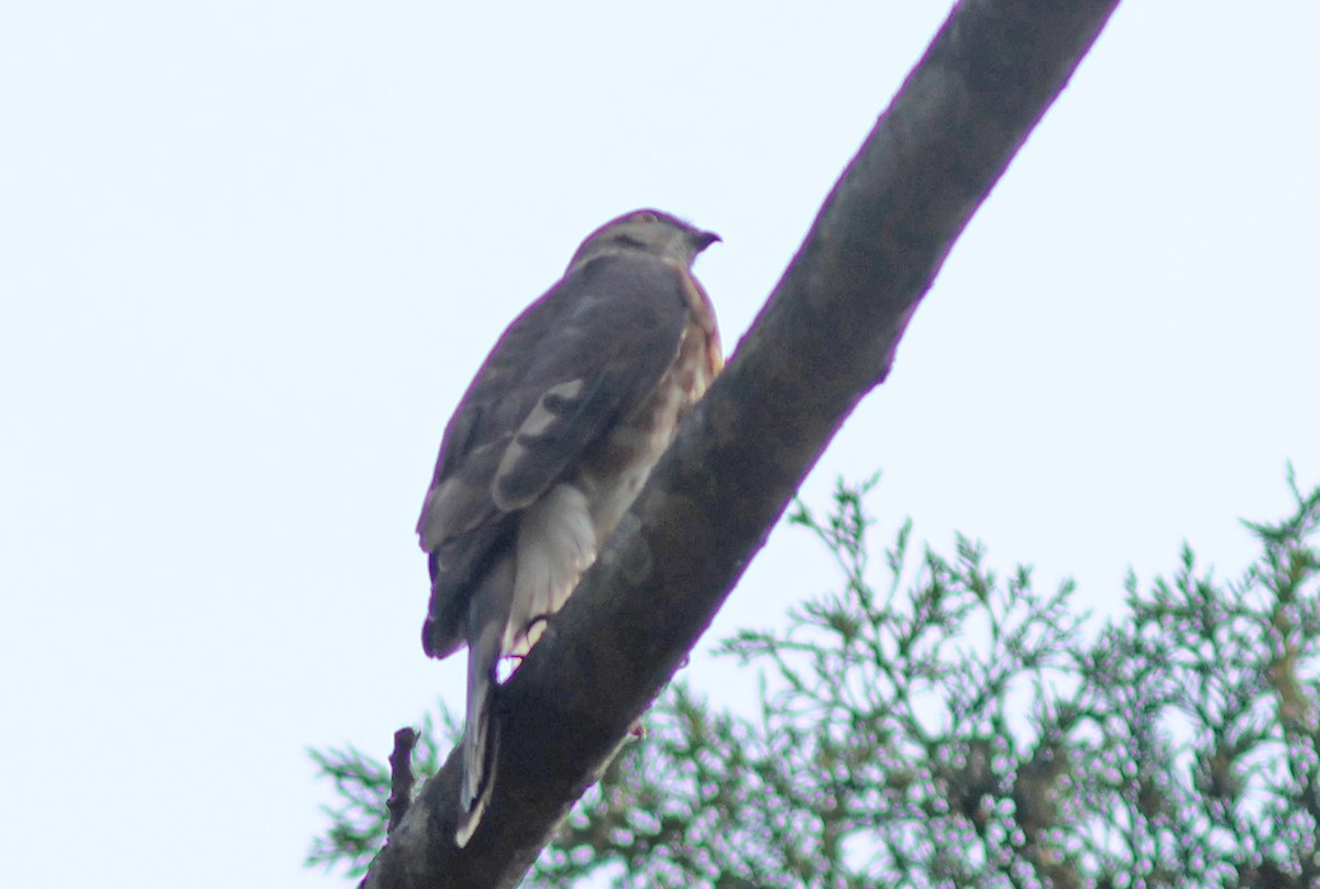 Besra - Accipiter virgatus - Media Search - Macaulay Library and eBird