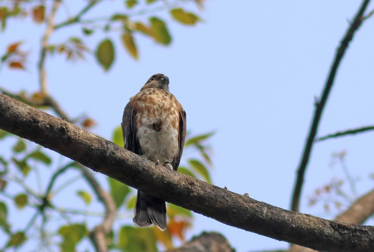 Besra - Accipiter virgatus - Media Search - Macaulay Library and eBird