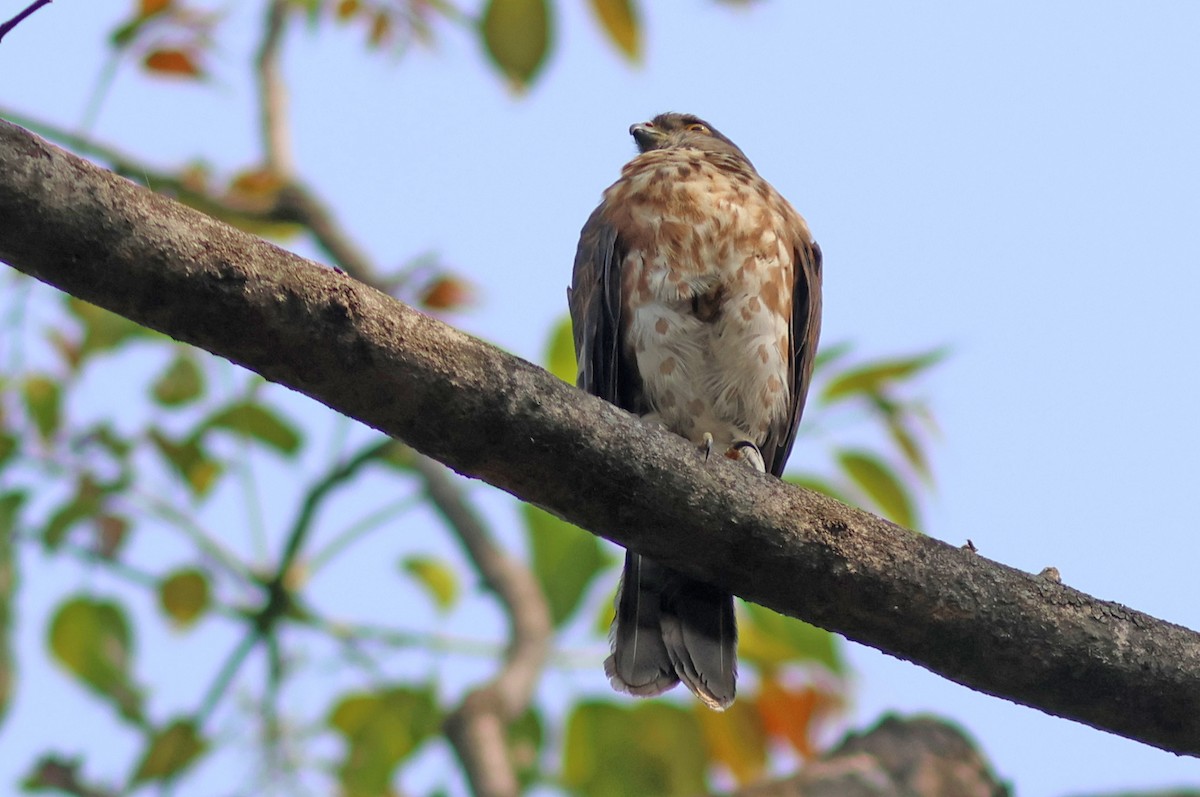 Besra - Accipiter virgatus - Media Search - Macaulay Library and eBird