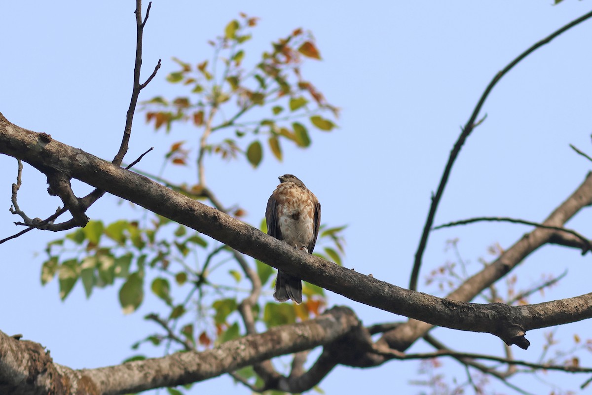 Besra - Accipiter virgatus - Media Search - Macaulay Library and eBird