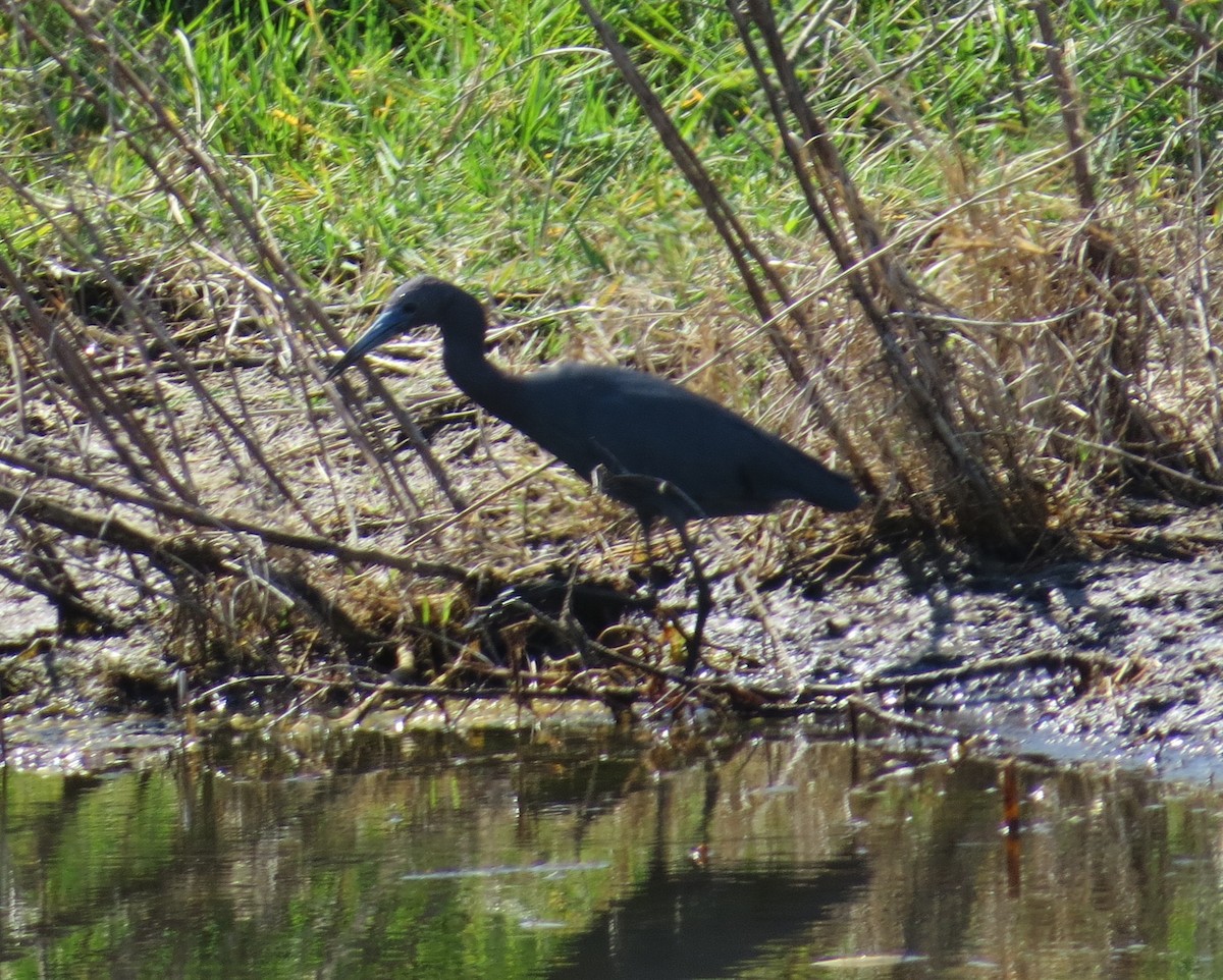 eBird Checklist - 25 Apr 2024 - Cockroach Bay Preserve and Surrounding ...