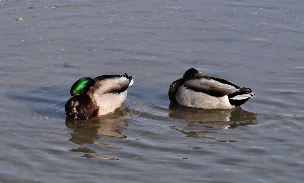 eBird Checklist - 25 Apr 2024 - Montrose Point Bird Sanctuary, Lincoln ...