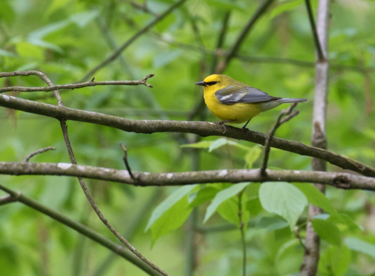 eBird Checklist - 25 Apr 2024 - Swan Harbor Farm Park - 50 species
