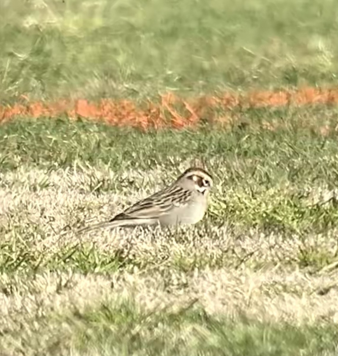 eBird Checklist - 25 Apr 2024 - USI Persimmon Grove Trails - 40 species