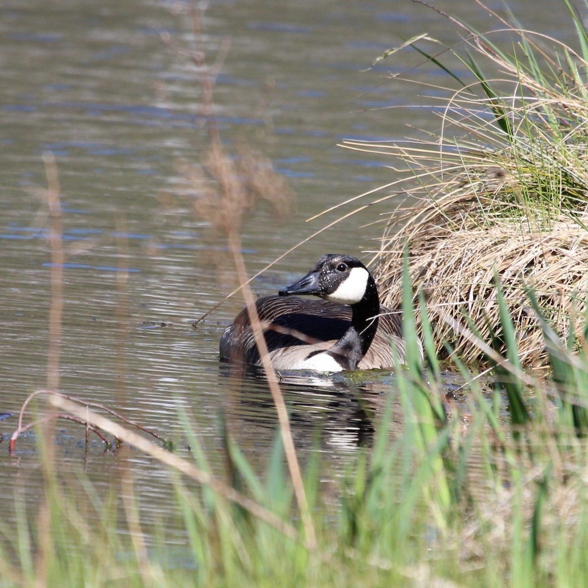 Pennsylvania Bird Atlas Checklist - 23 Apr 2024 - Saint Francis University - 27 species
