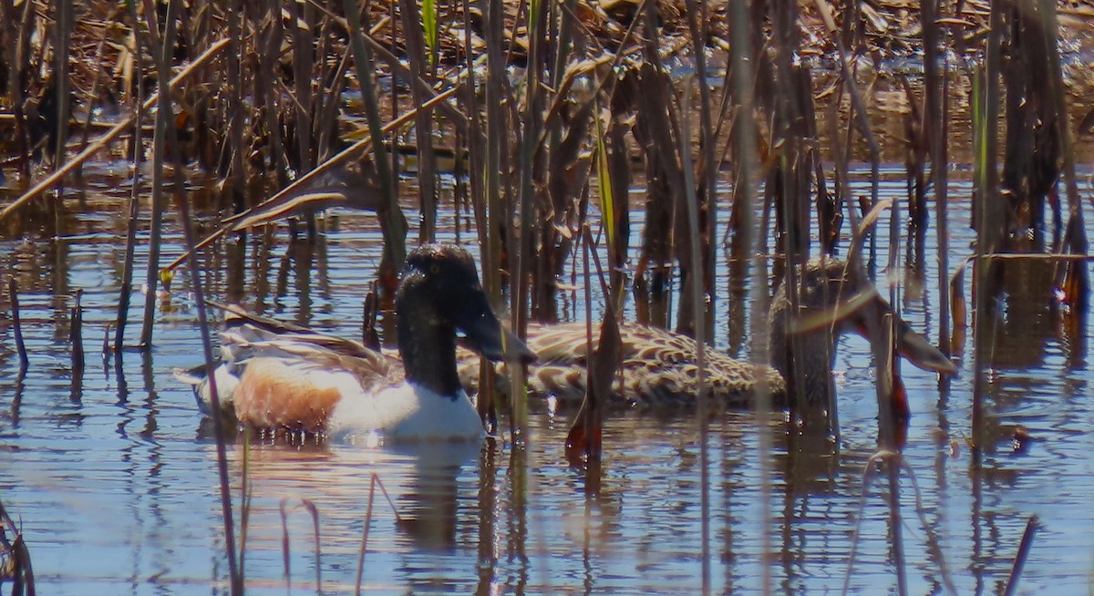 eBird Checklist - 25 Apr 2024 - Parker River NWR - 56 species (+1 other ...