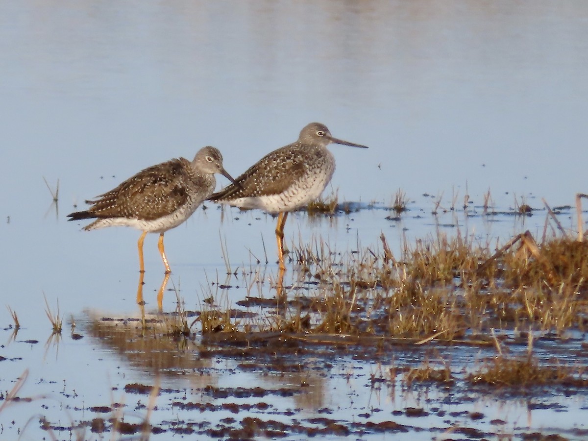 eBird Checklist - 25 Apr 2024 - Parker River NWR - 49 species
