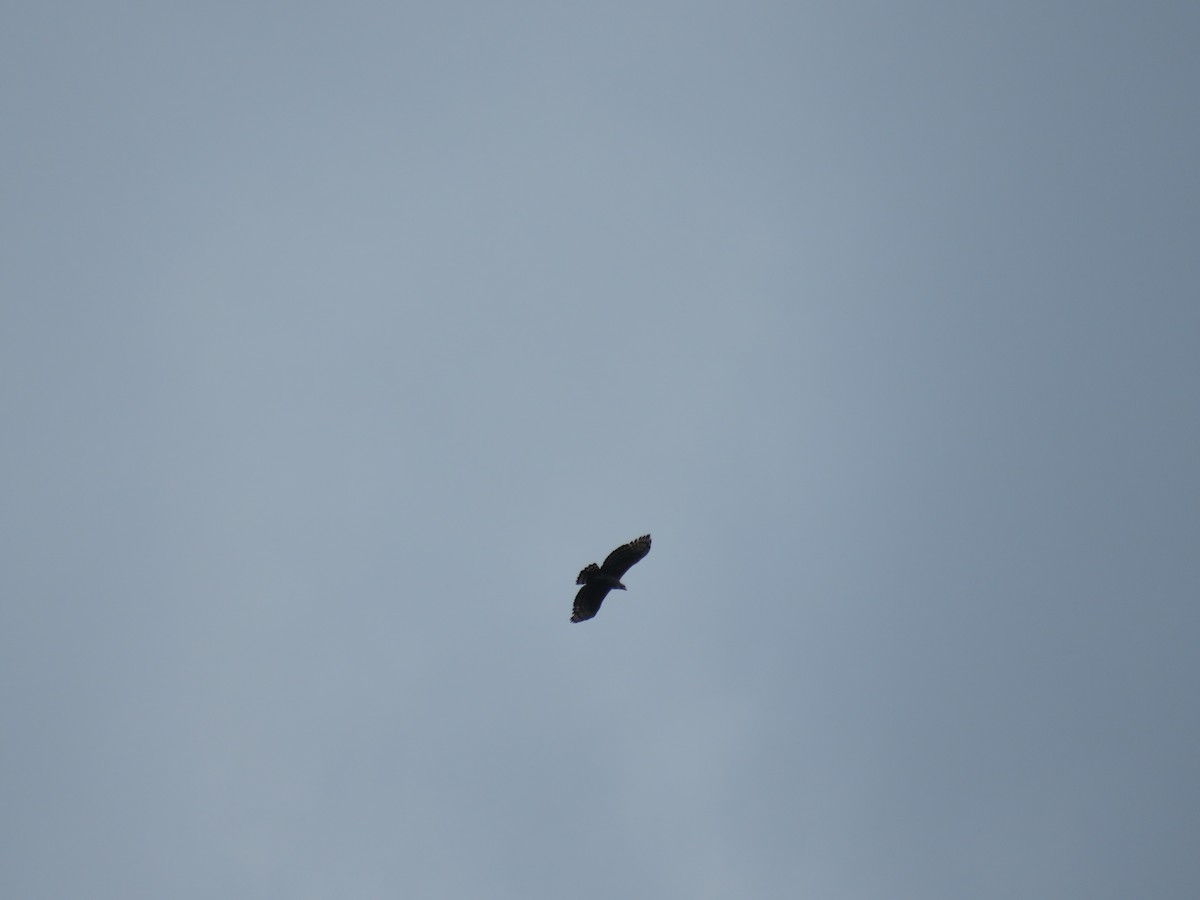 eBird Checklist - 7 Apr 2024 - Campo Ma'an NP (Please use more precise ...