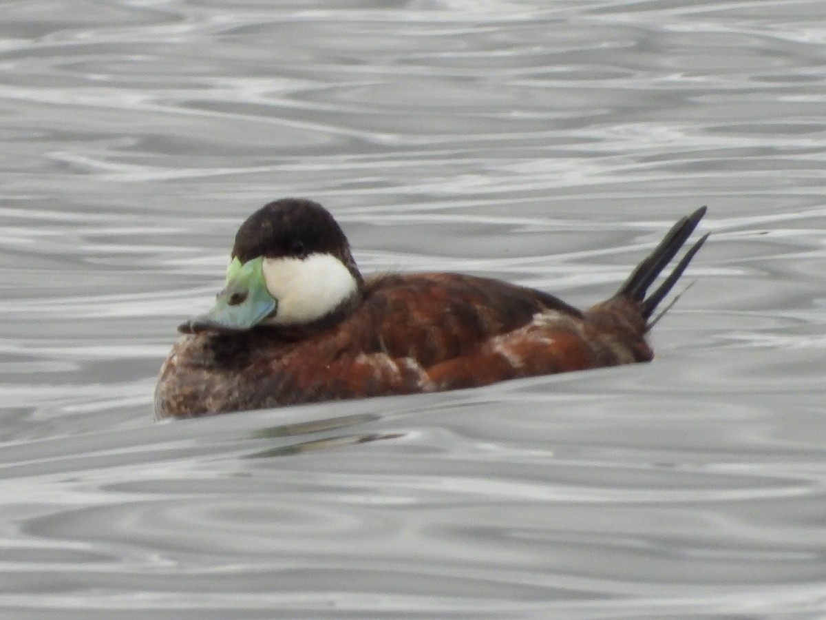 eBird Checklist - 25 Apr 2024 - Frank G. Bonelli RP/Puddingstone ...