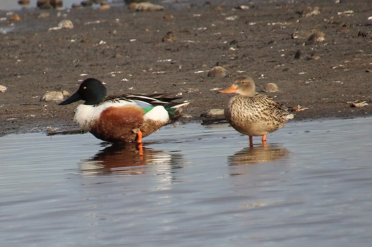 eBird Checklist - 25 Apr 2024 - Calgary--Rotary/Mattamy Wetlands (68 ...