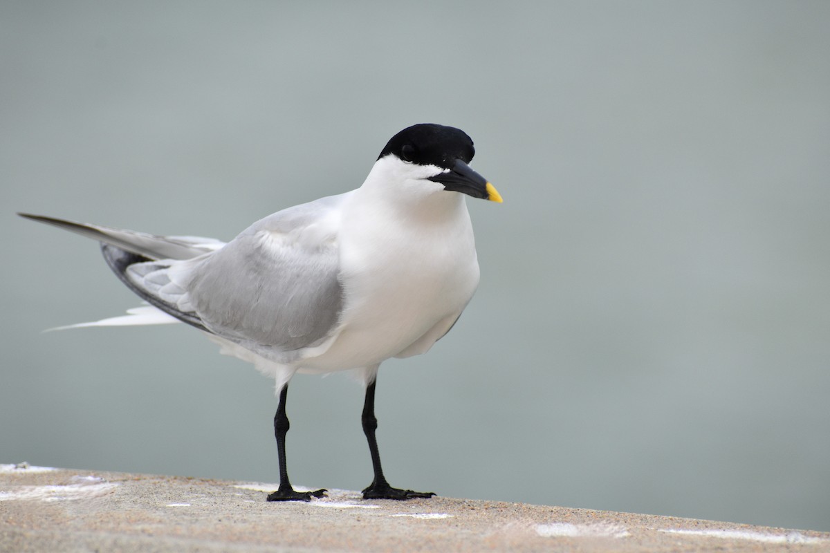 eBird Checklist - 25 Apr 2024 - Ocean Drive Bridge E. of NAS - 2 species