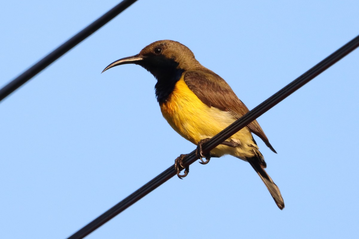 eBird Checklist - 26 Apr 2024 - Lag-asan, Bago City - 17 species (+1 ...