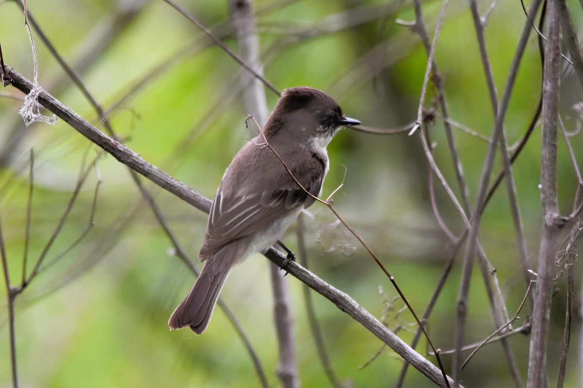 eBird Checklist - 25 Apr 2024 - C. M. Gooch WMA--Unit A - 63 species
