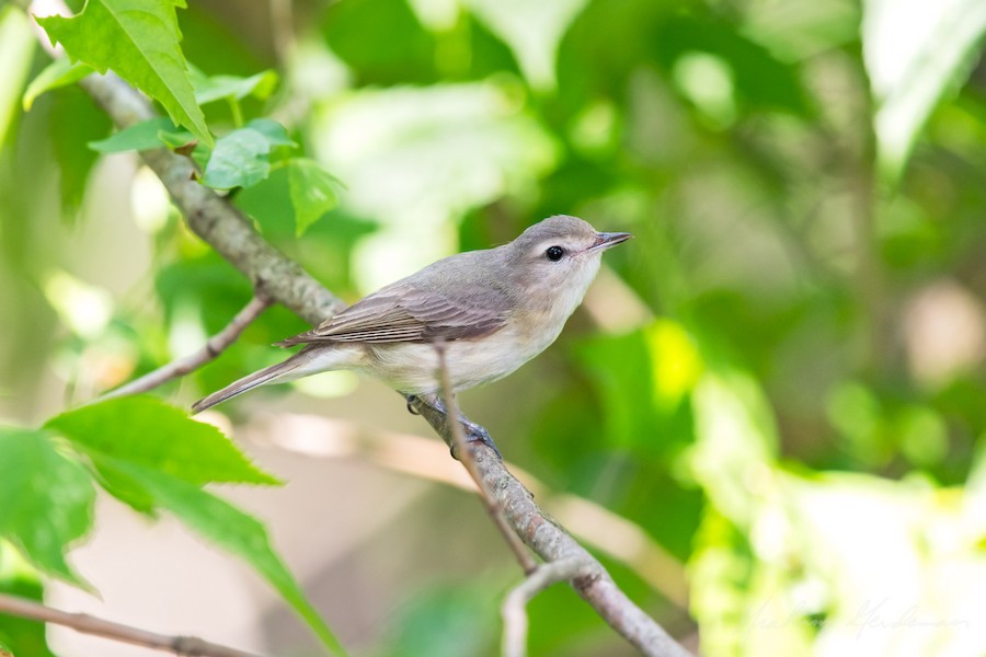 Vireo Gorjeador (gilvus) - eBird