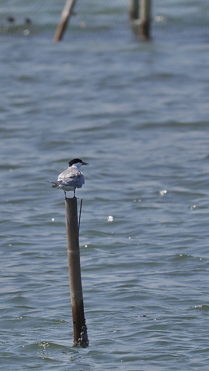 Taiwan Bird Atlas Checklist - 21 Apr 2024 - 台南北門IBA--急水溪口北側紅樹林(Beimen ...