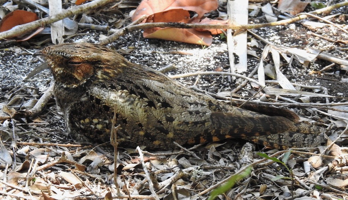 eBird Checklist - 25 Apr 2024 - Fort De Soto Park, Saint Petersburg US ...