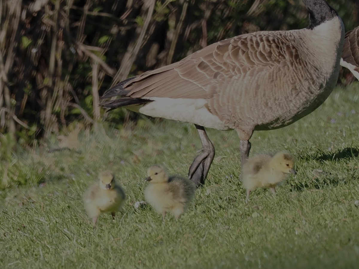Pennsylvania Bird Atlas Checklist - 25 Apr 2024 - Neighborhood Walk ...