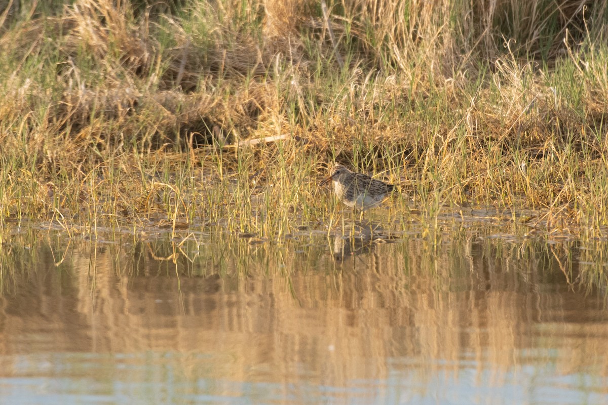 eBird Checklist - 24 Apr 2024 - Northeast 170th Street, Hudson, Kansas ...