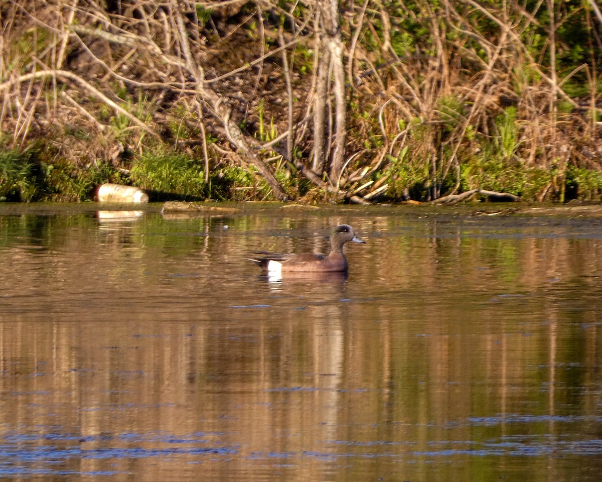 eBird Checklist - 25 Apr 2024 - Portage Path Wildlife Area - 17 species