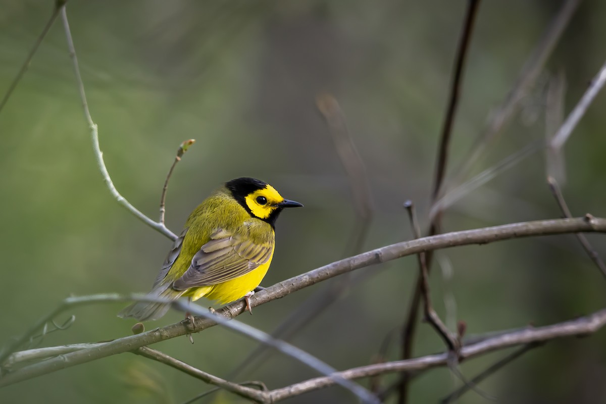 eBird Checklist - 25 Apr 2024 - Perry State Forest - 15 species