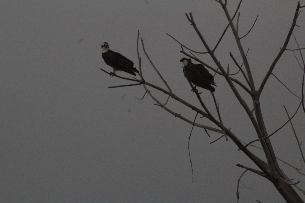 eBird Checklist - 25 Apr 2024 - Union Reservoir - 2 species