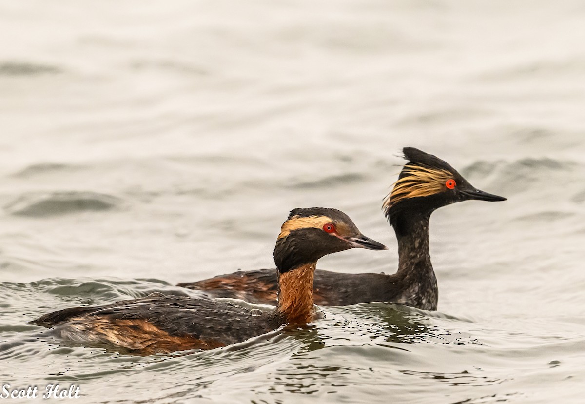 eBird Checklist - 25 Apr 2024 - Packery Channel Oak Motte Sanctuary ...