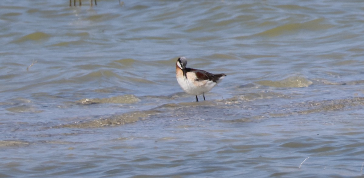 eBird Checklist - 25 Apr 2024 - Ash Meadows NWR--Crystal Reservoir - 21 ...