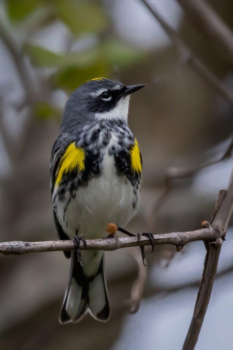 eBird Checklist - 19 Apr 2024 - Lake Saint Joseph - 16 species