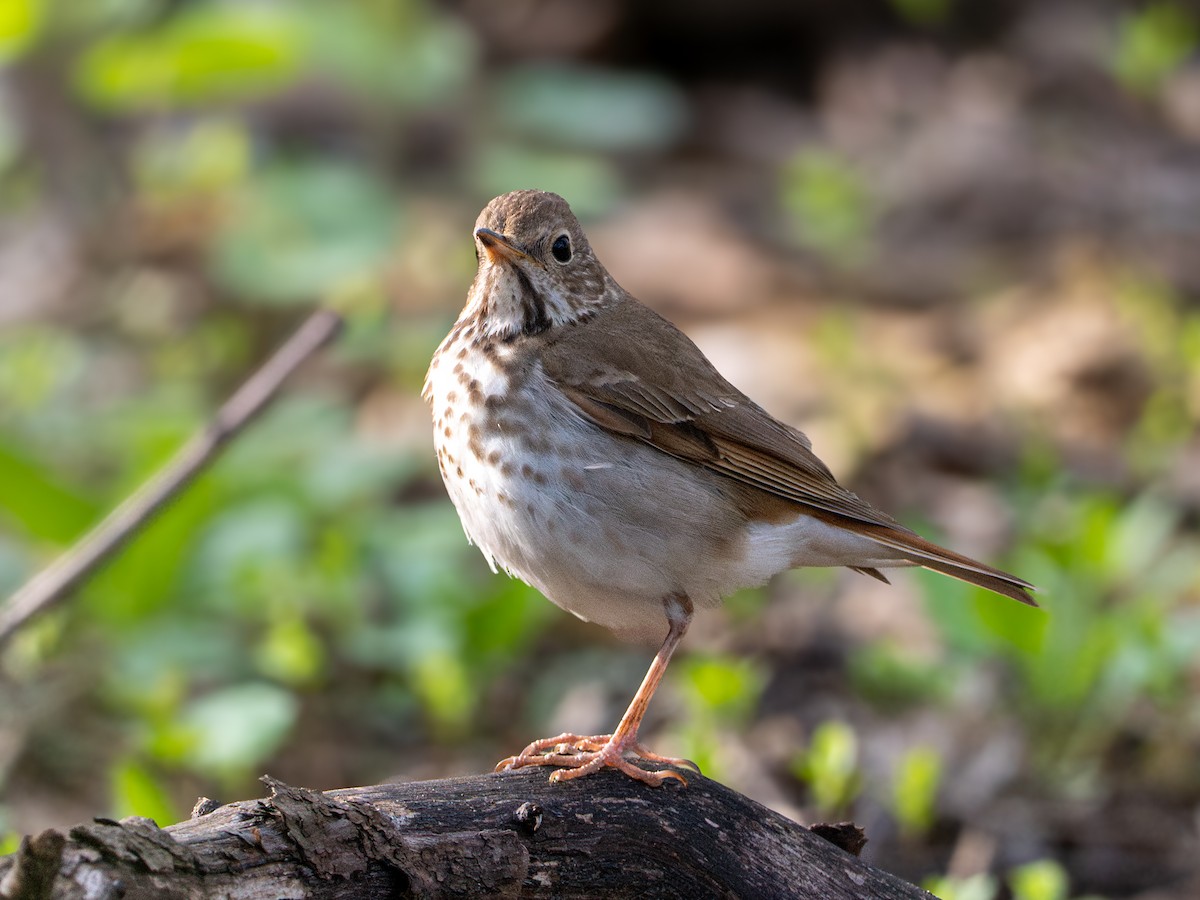 eBird Checklist - 25 Apr 2024 - Dodge Nature Center--Shepard Farm ...