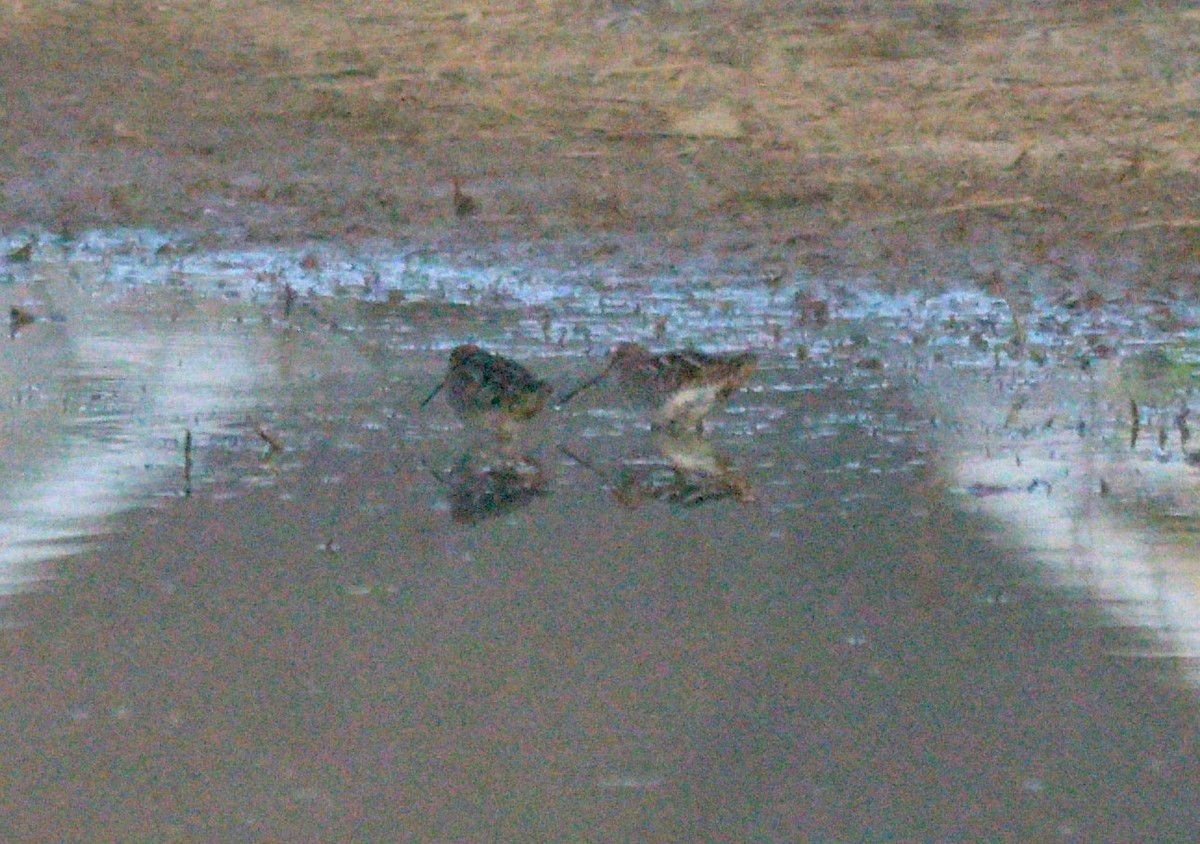 eBird Checklist - 25 Apr 2024 - Green Pond (flooded field, ponds and ...