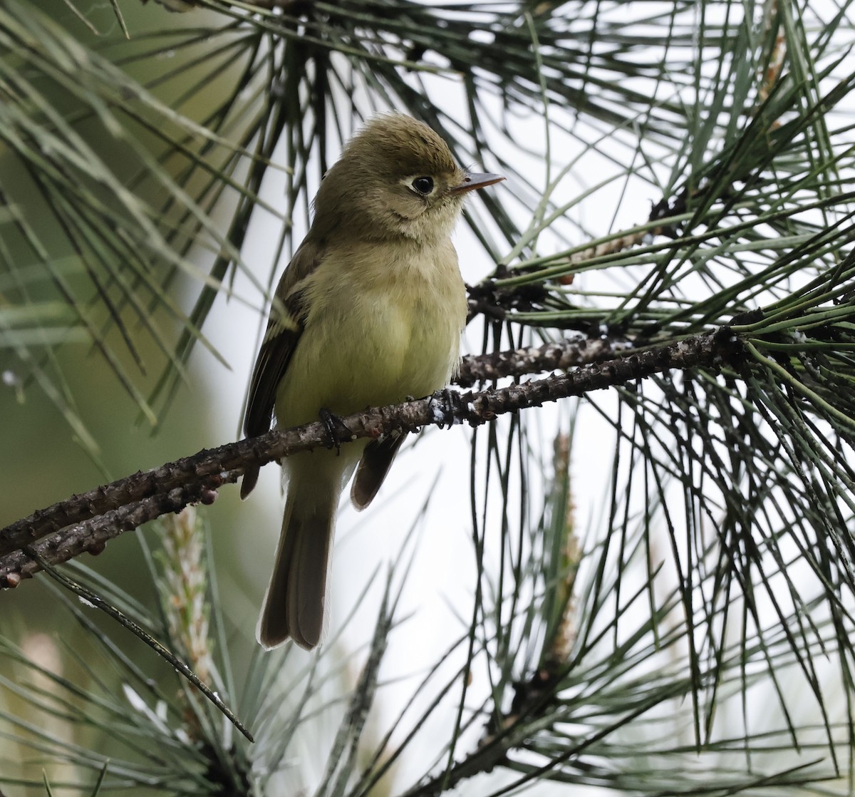 eBird Checklist - 25 Apr 2024 - Harry Griffen Regional Park - 16 species