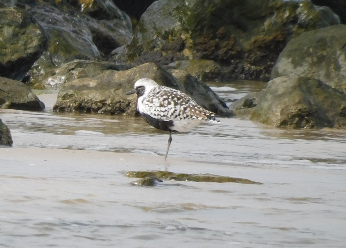 eBird Checklist - 25 Apr 2024 - Peveto Woods--Baton Rouge Audubon ...