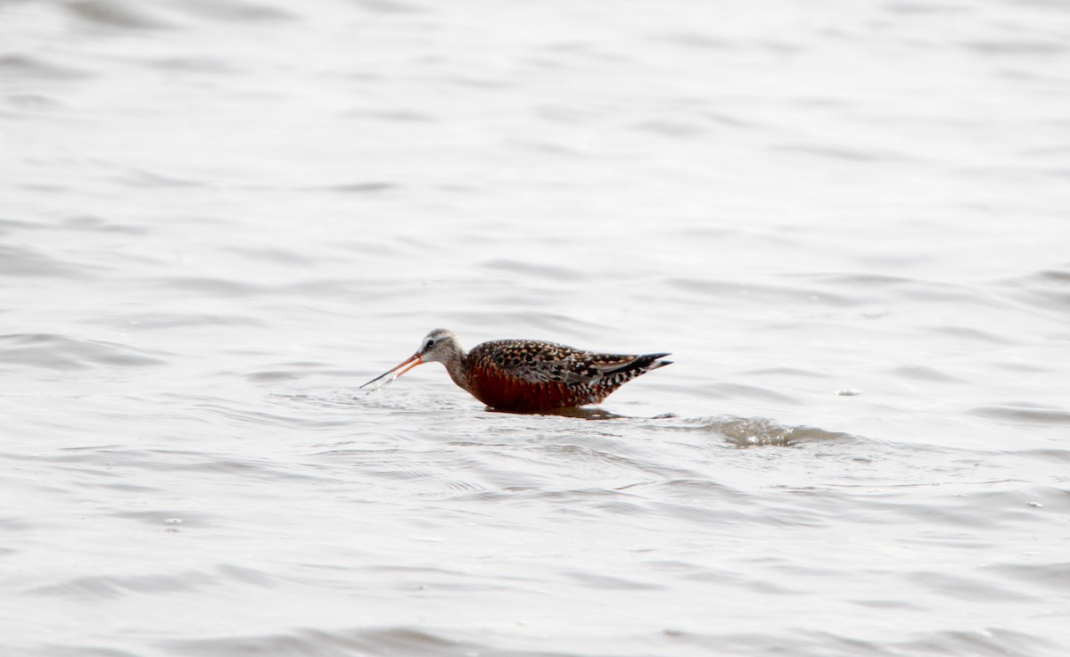 eBird Checklist - 24 Apr 2024 - Hobart Lake NWR - 45 species