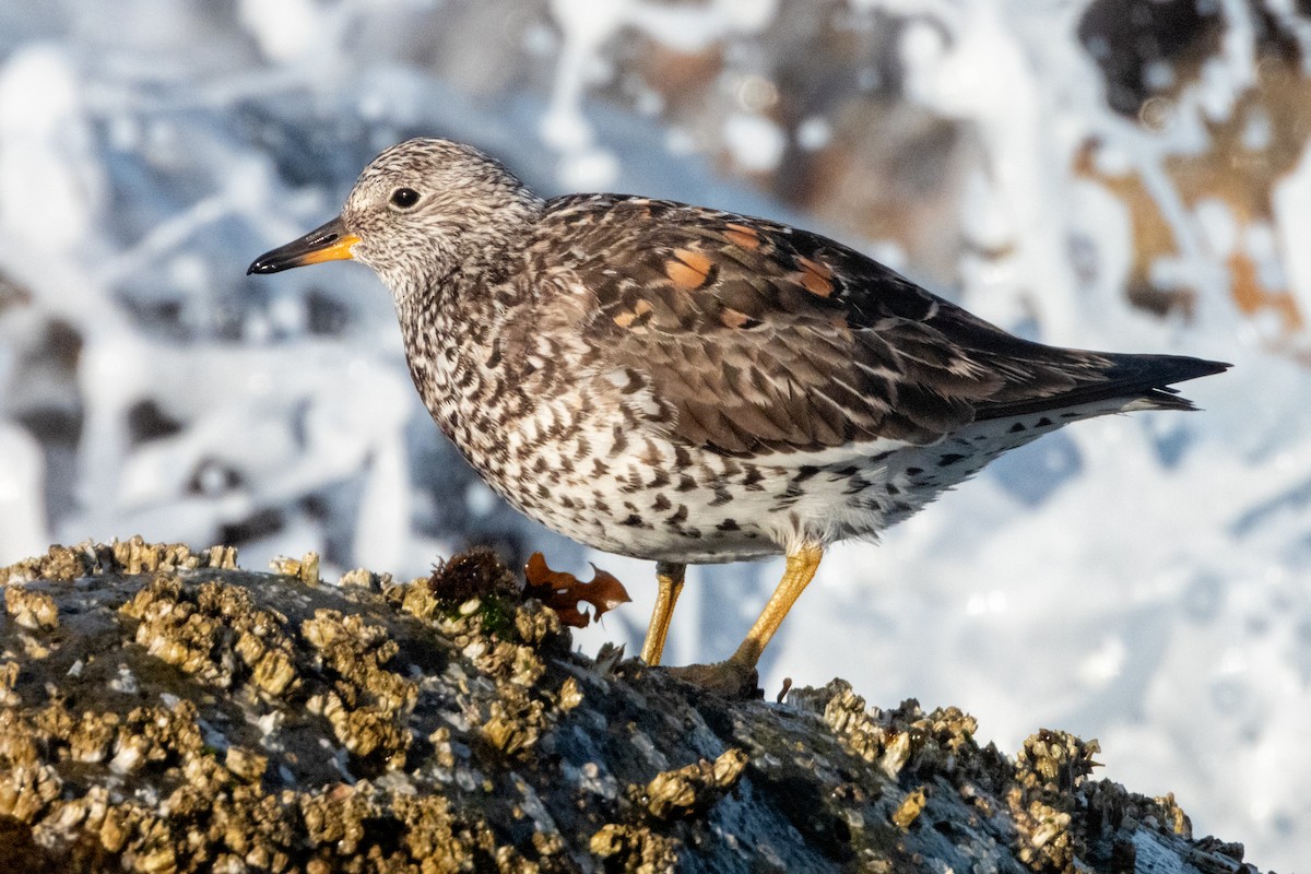 eBird Checklist - 21 Apr 2024 - Humboldt Bay--North Spit jetty - 20 species