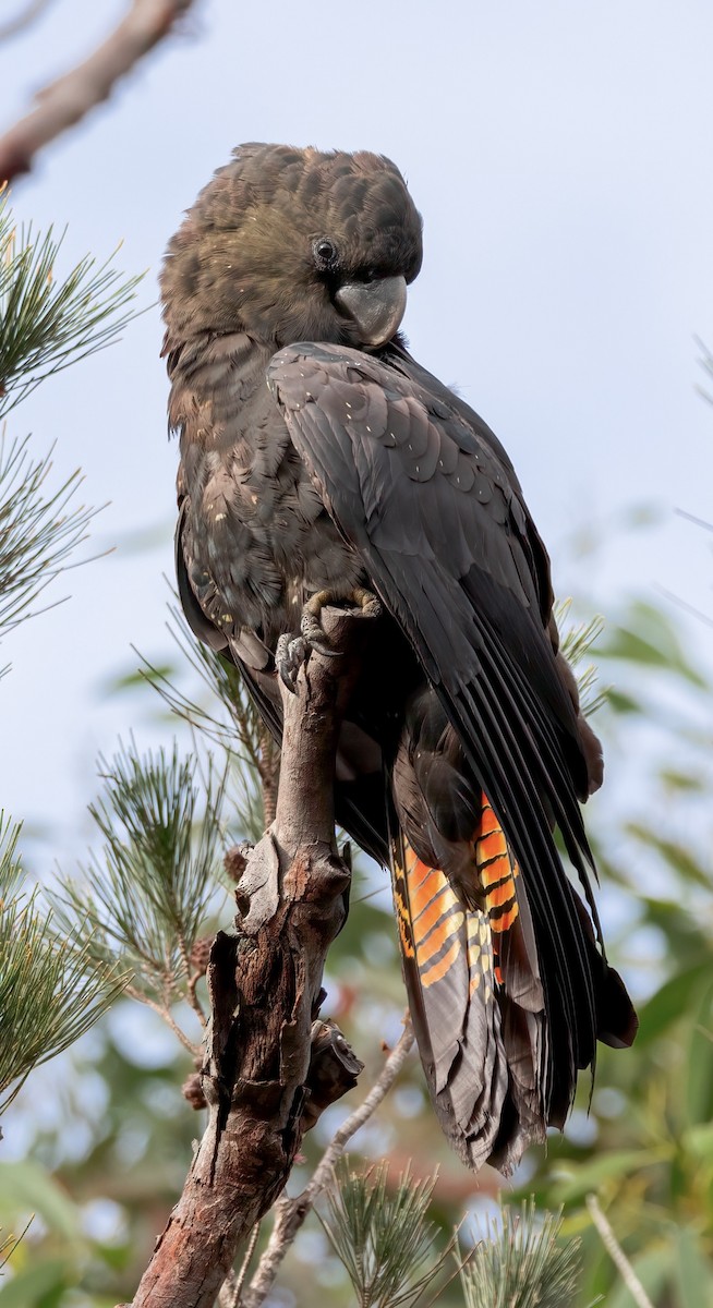 eBird Checklist - 25 Apr 2024 - Berrara - 9 species