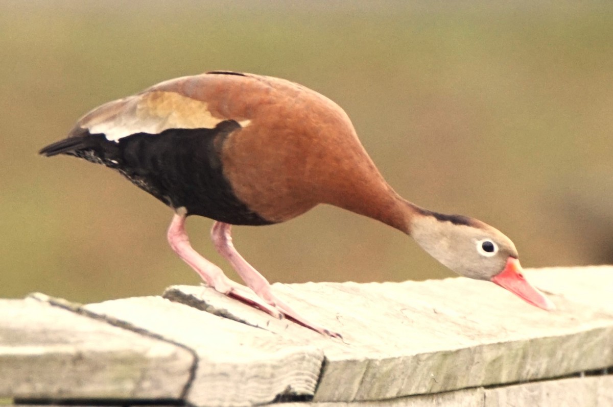 eBird Checklist - 25 Apr 2024 - IG Levy Park, Pascagoula, MS - 30 species