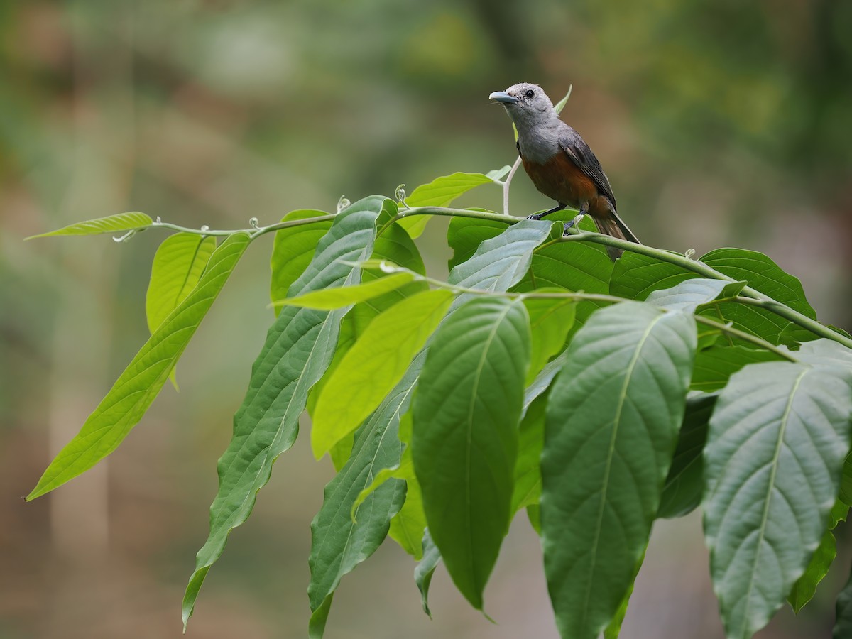 Media Search - Macaulay Library and eBird